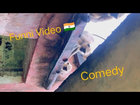 Hanuman ||🐒🐒 ||#bandar#monkey #langor #animals #dance - YouTube