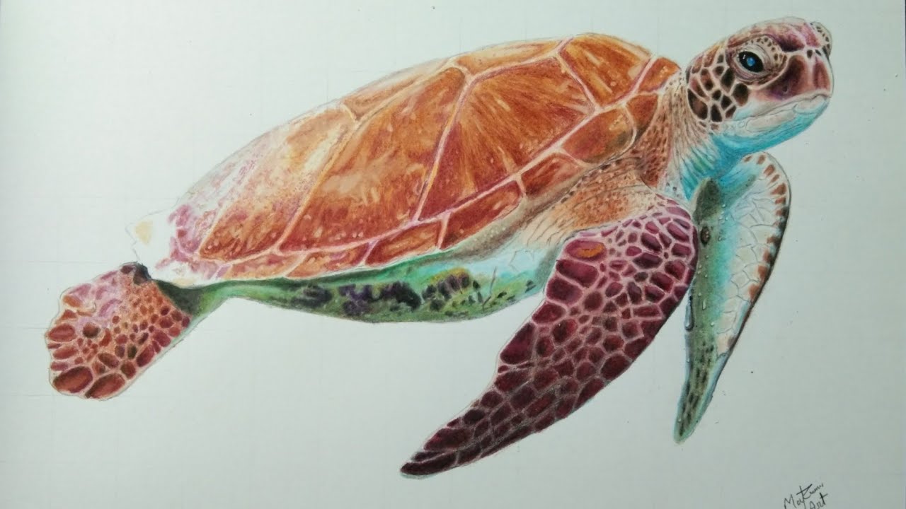 How to Draw ,Realistic ,Turtle ,Sketch - YouTube