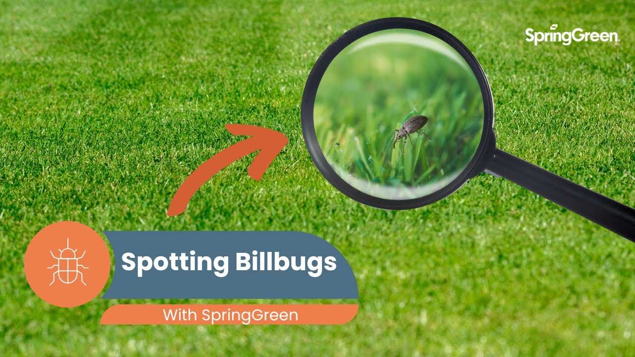 How to Spot Billbugs in Your Lawn | Lawn Pest Control Tips - YouTube