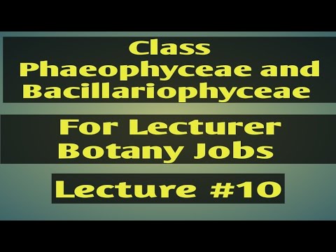 Class Phaeophyceae and Bacillariophyceae||Lecture #10 - YouTube