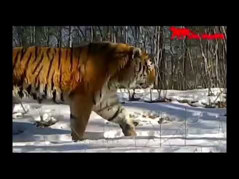 A strong male Amur tiger from China