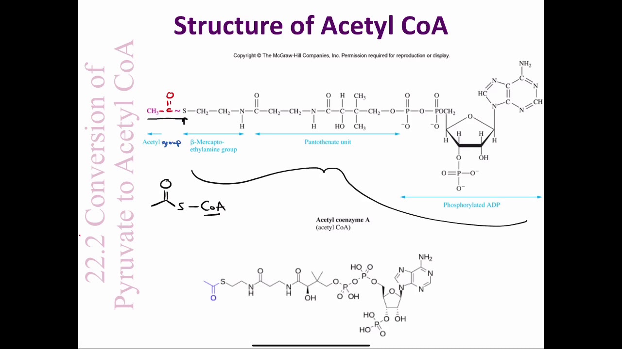 Acetoacetyl Coa Structure