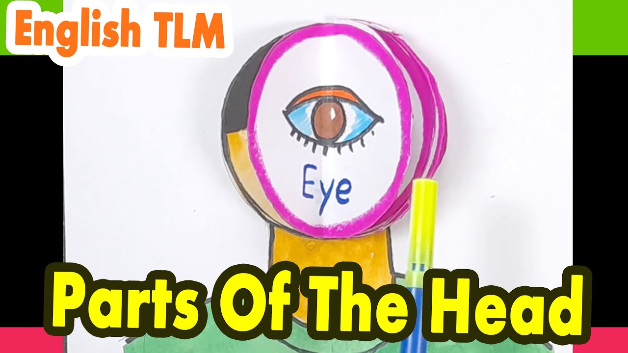 Parts of the Head TLM | English TLM | learn English - YouTube