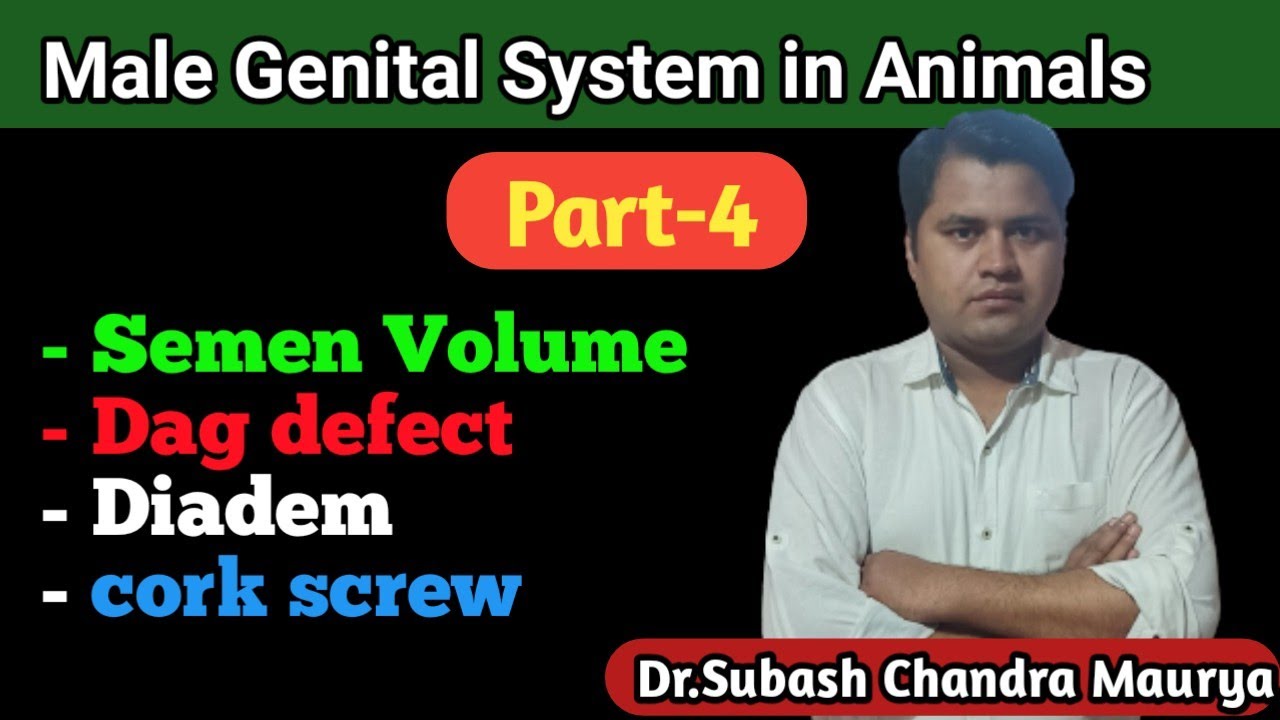 Male Reproductive system in Animal Part 4/ Veterinary Gynecology/ Crazy ...