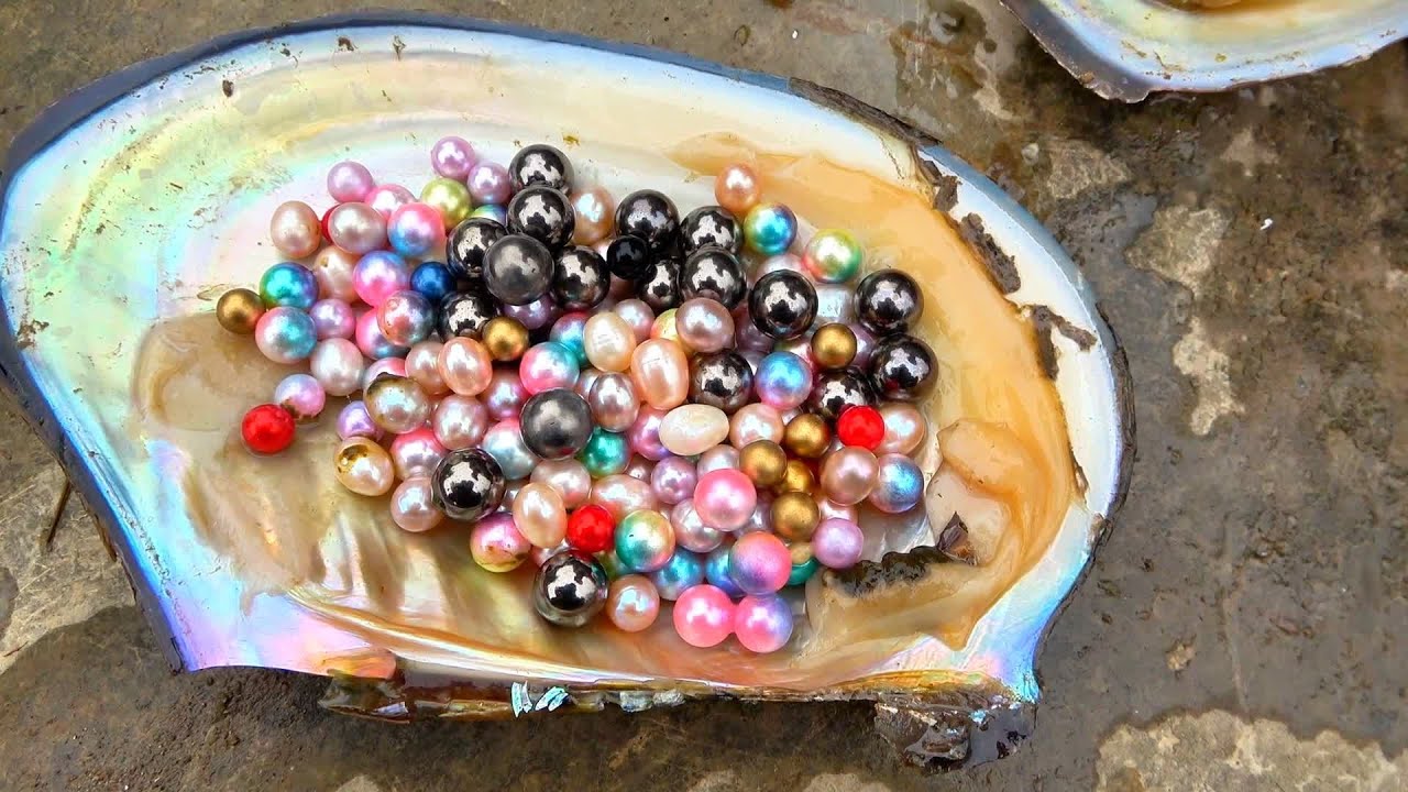 The pearls in the clams here are so beautiful. I collected a lot today ...