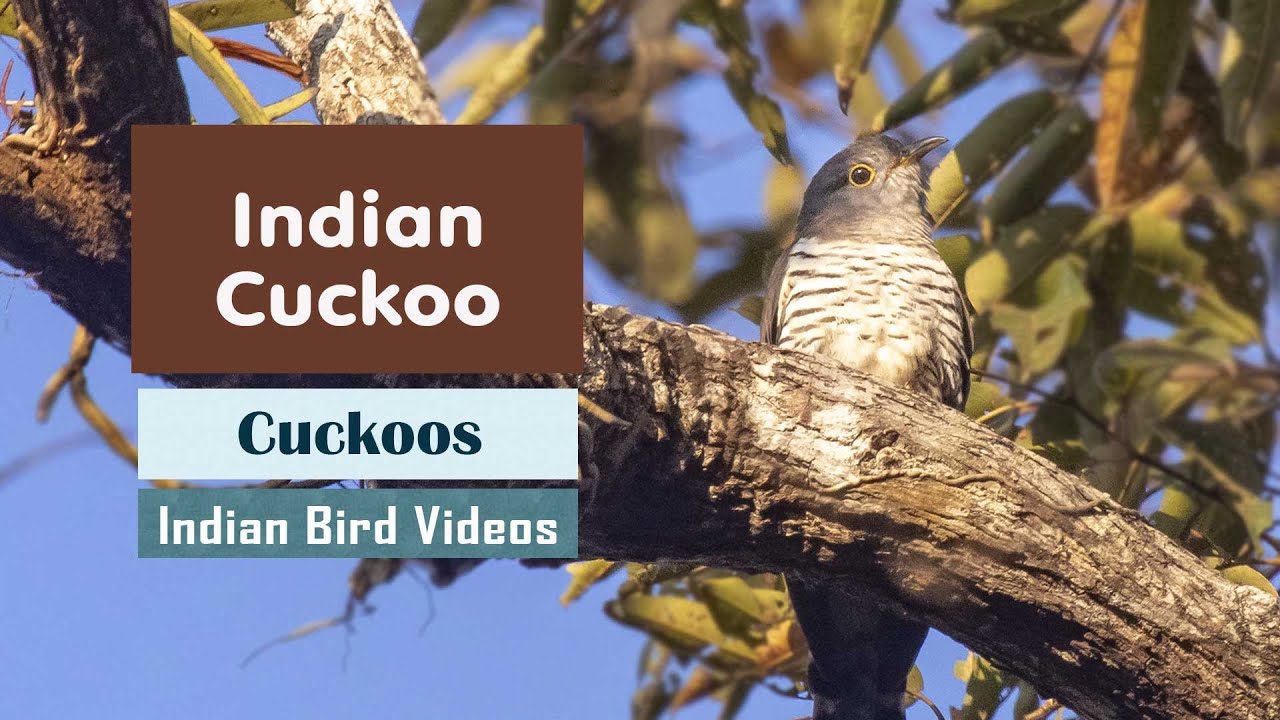 The Indian Cuckoo (Cuculus micropterus) - YouTube