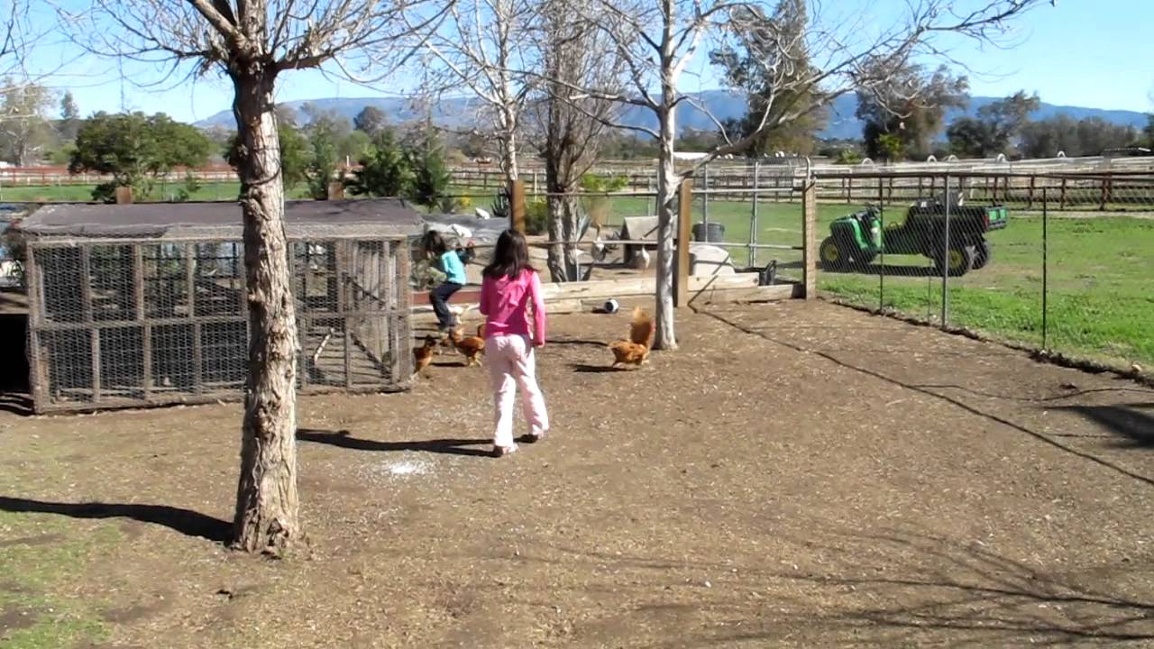 KIDS CHASING CHICKENS - YouTube