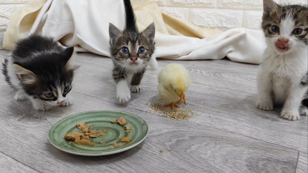 What happens when 3 kittens and a chick get together?! - YouTube