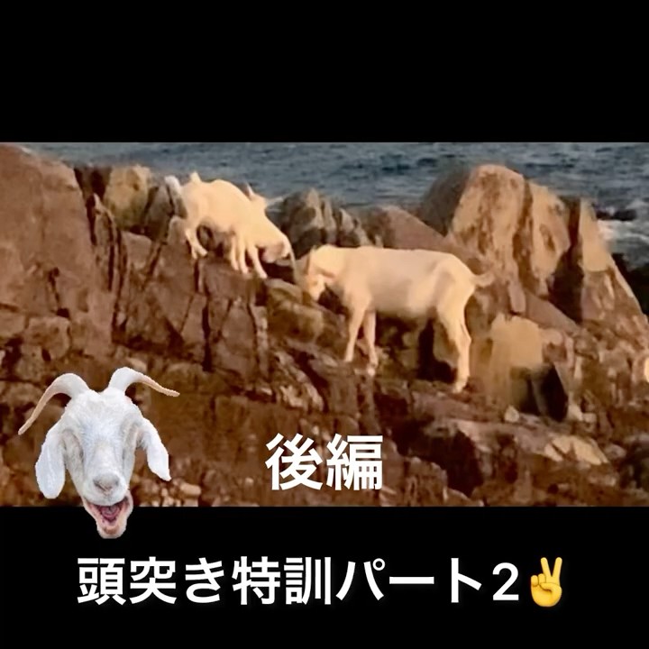 【Go Go Goats ! ! 🐐頭突き特訓🐐後編】 - YouTube