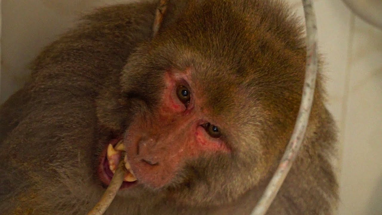 Monkey got electric shock | Injured Monkey Rescue and Treatment - YouTube