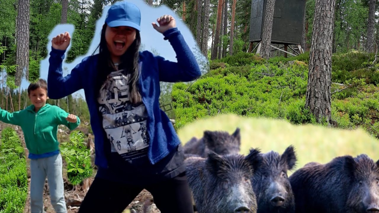 Paano eh Hunting ang mga Baboy Ramo/Wild pig sa Sweden Europe! - YouTube