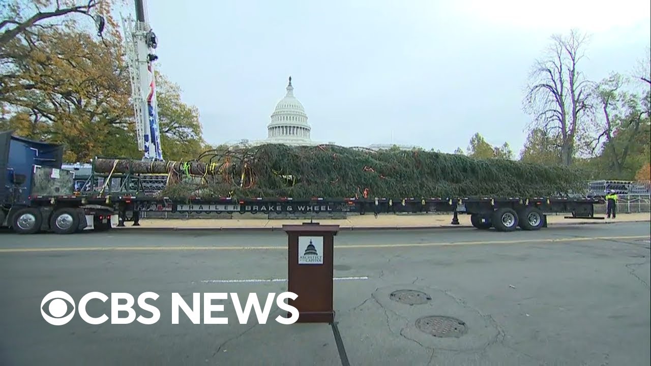 80-foot Christmas tree from Alaska arrives at Capitol lawn | full video ...