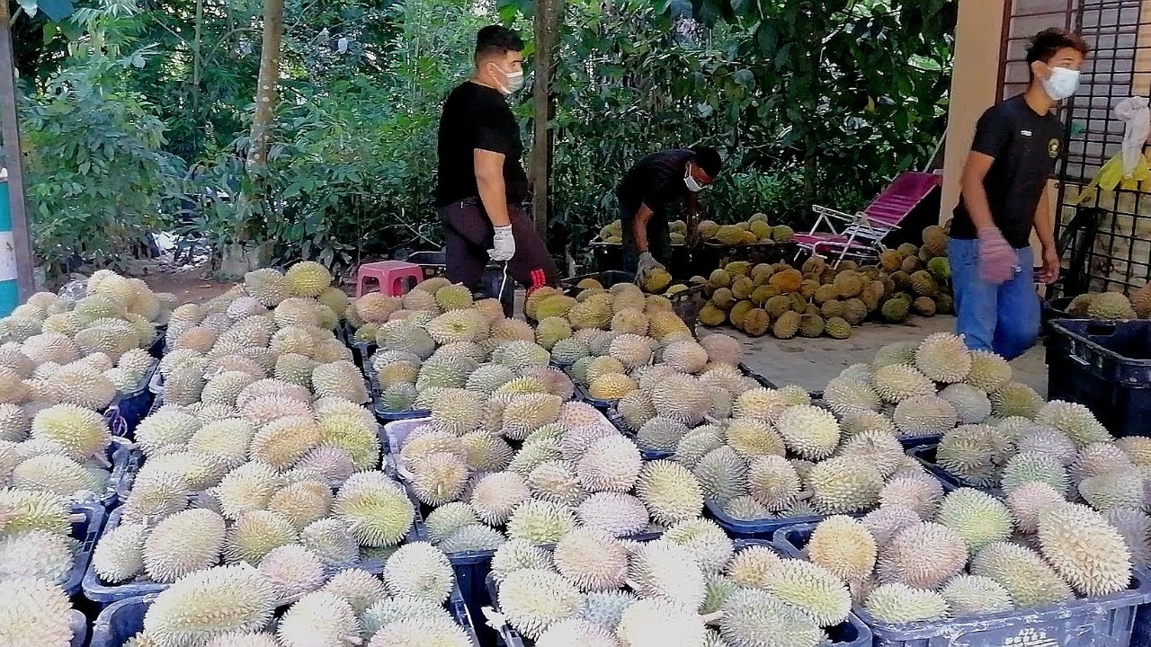 Durian Batu Kurau Masih Banyak | Durian Season - YouTube