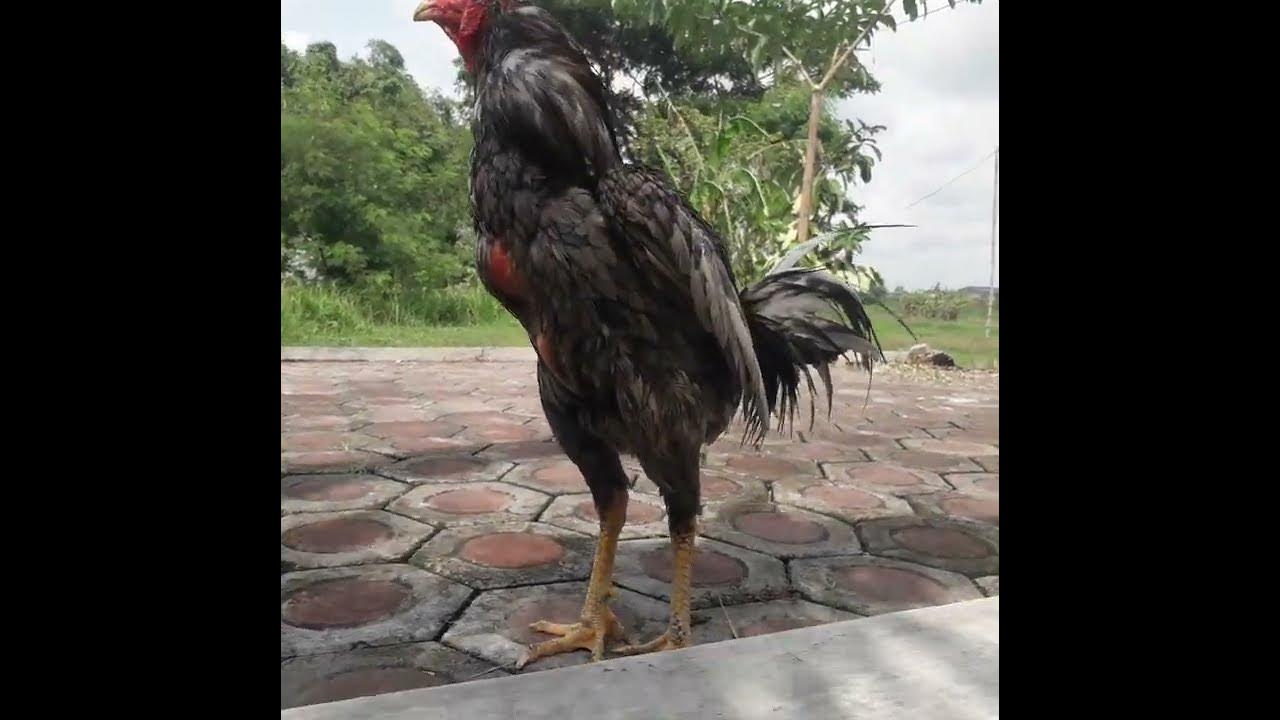 Klawu Bnagkok - YouTube