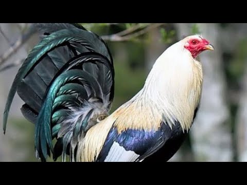 Top Fine Roosters Part 1 - YouTube