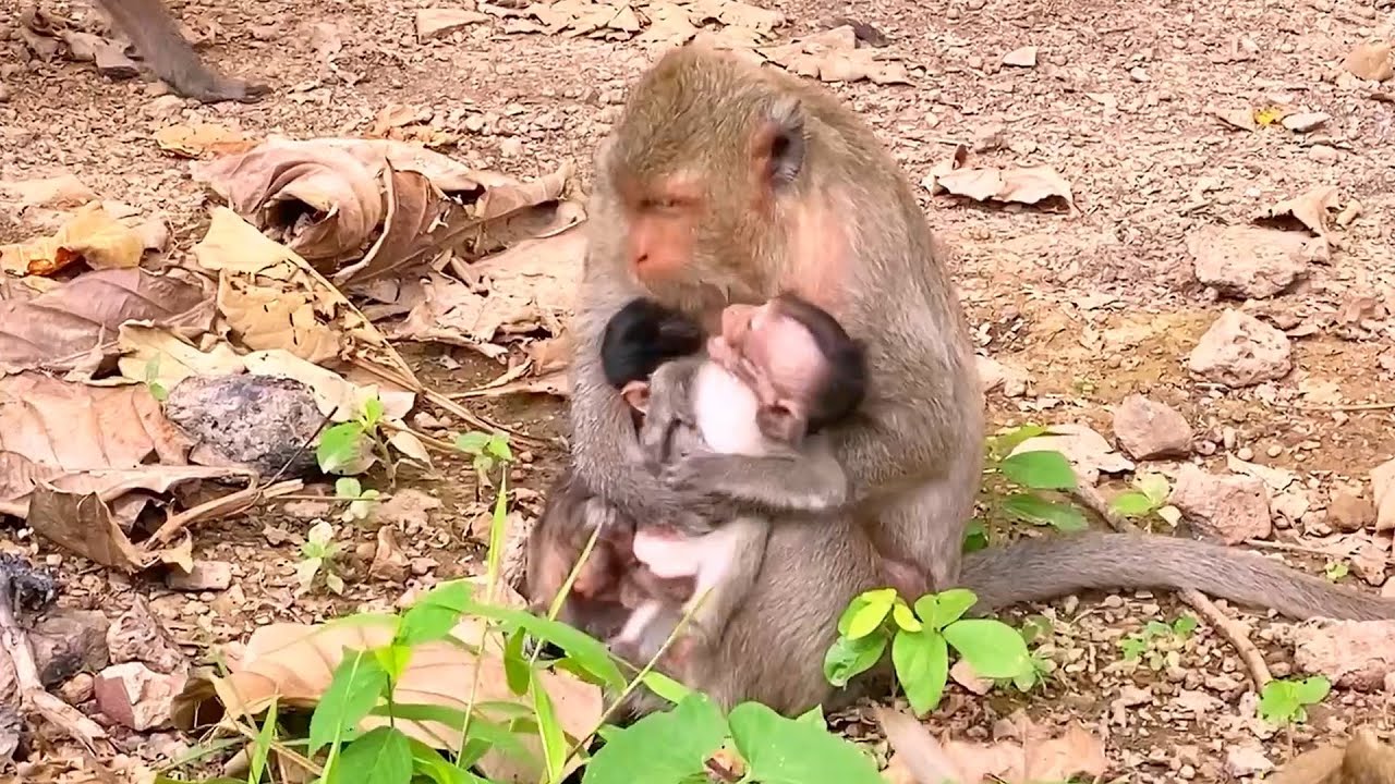 Mama MALIKA Gently Hugs Her Baby with Love While Adjusting to Caring ...