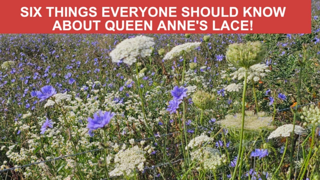 Queen Anne's Lace: Legends, Science and Ecology! - YouTube