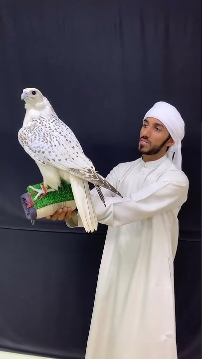 #جير#بيور مقاس عالمي تبارك الله - YouTube