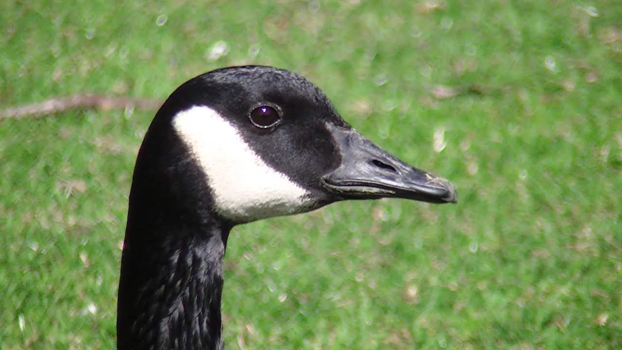 Goose Almost Gets Goosed - YouTube