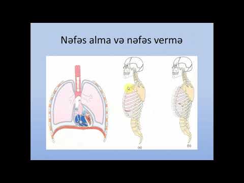 68 əsas İNSANDA TƏNƏFFÜS SİSTEMİ