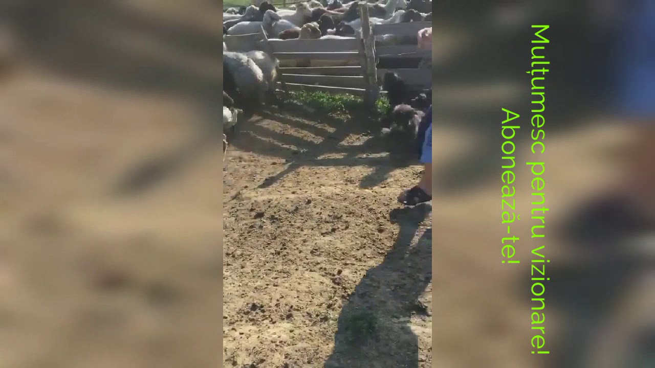 Catei de intors oile. - YouTube