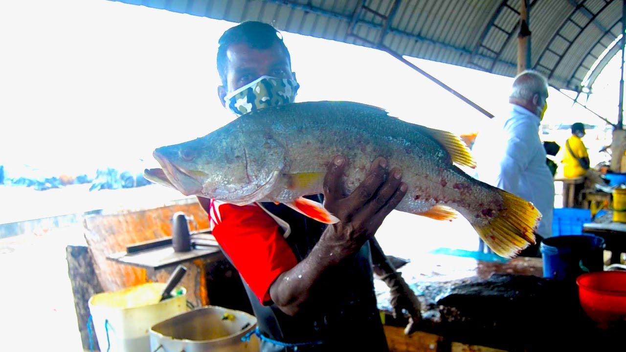 Sea Bass Fish Cutting | Fish Cutting Skills - YouTube