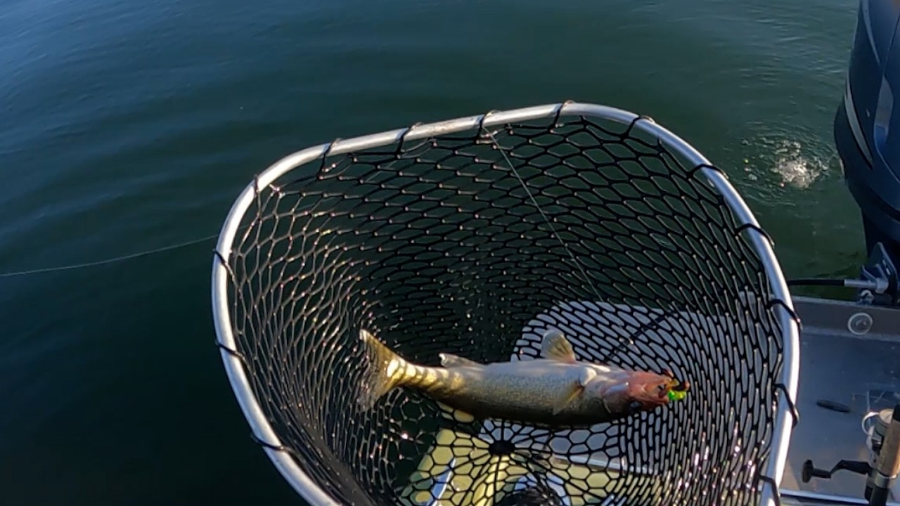 Walleye, Catfish & Bass Fishing Lower Columbia River - YouTube