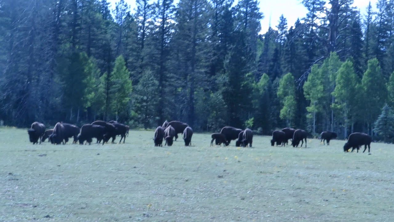 Bison on the North Rim of the Grand Canyon - YouTube