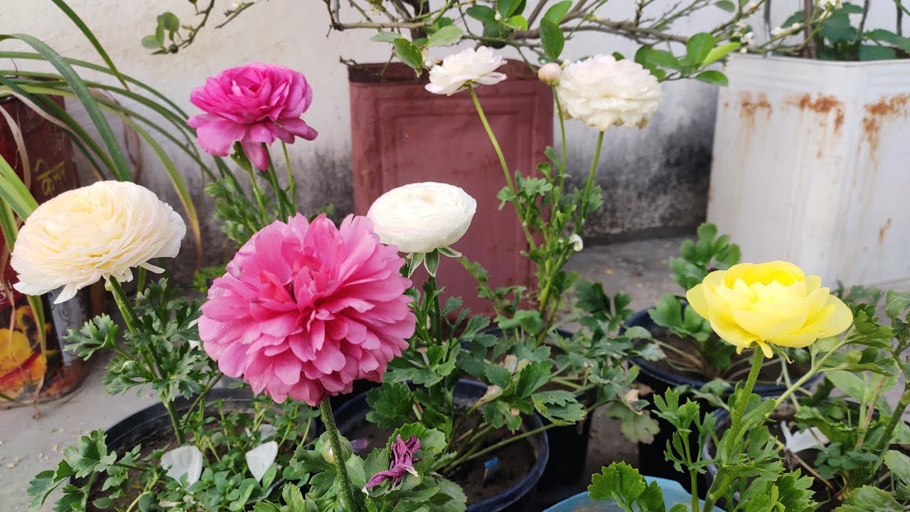 Ranunculus care tips//गुलाब से दिखने वाले इन फूलों कि देखभाल कैसे करें ...