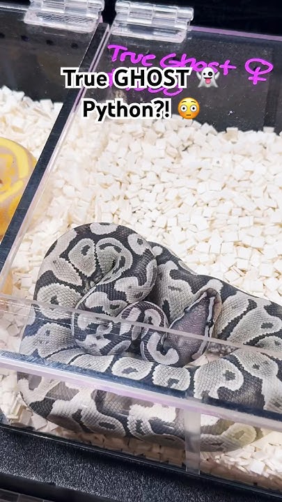 👻 True GHOST Python 🐍 - YouTube