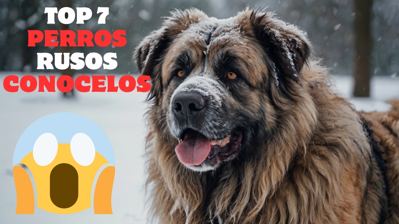 🐶7 RAZAS de PERROS RUSOS Mas EXTREMOS E INCREÍBLES🐶Perros Rusos Que No ...