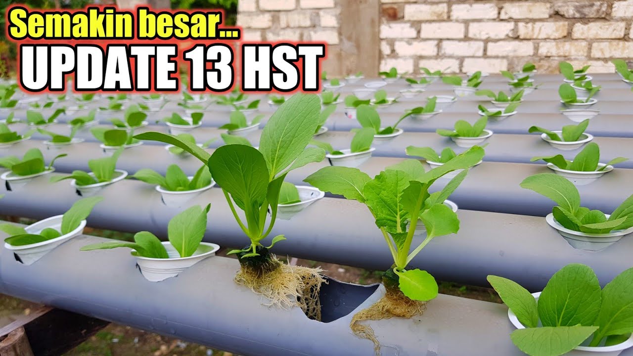 Update usia 13 HST Sawi pakcoy & samhong Hidroponik - YouTube