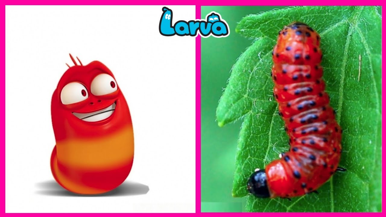 Larva Characters In Real Life - YouTube