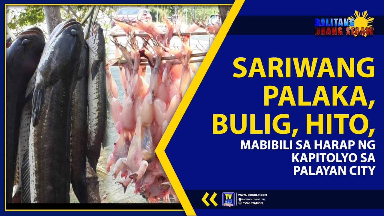 SARIWANG PALAKA, BULIG, HITO, MABIBILI SA HARAP NG KAPITOLYO SA PALAYAN ...
