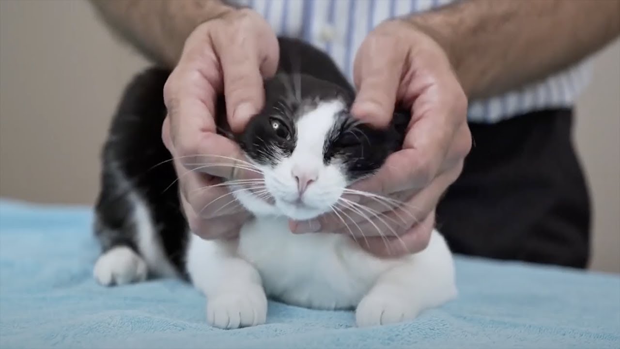 SQUISH THAT CAT 10 Hours - YouTube