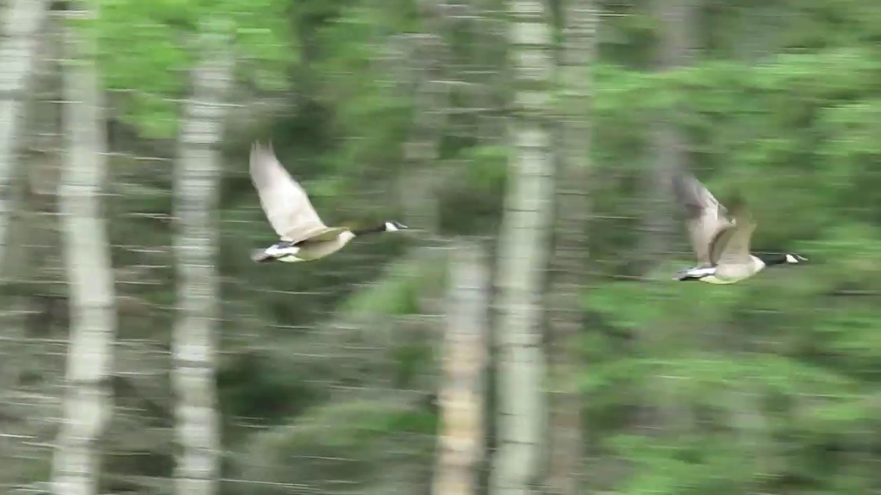 Canada Geese Taking Flight Honking - YouTube