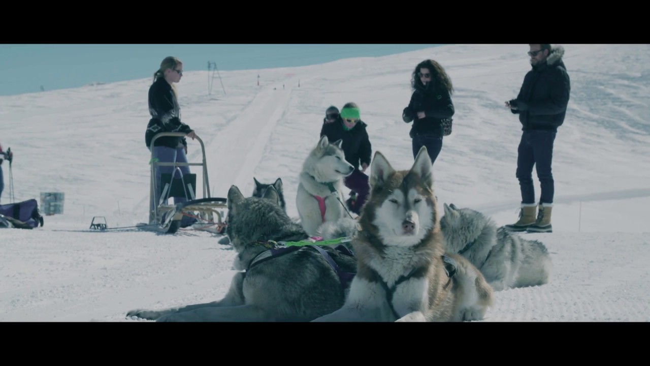 Dog sled ride - 2016 edit - YouTube