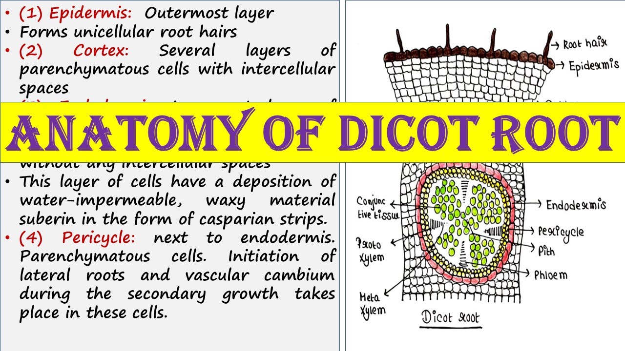 Anatomy of dicot root - YouTube