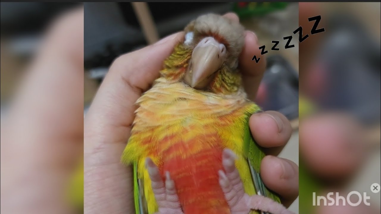 Parrot yawn button activated 🥱 - YouTube