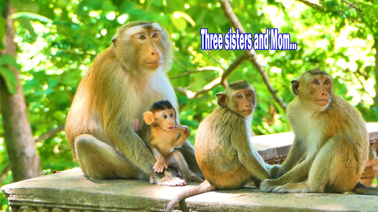 Meeting member family...Mom Joanna baby monkey Jessica sister Jonas and ...