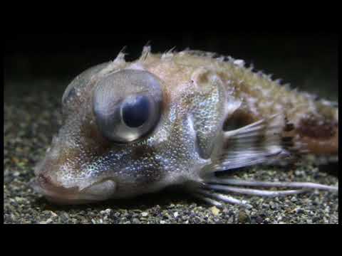 マルカワカジカ Marukawichthys ambulator - YouTube