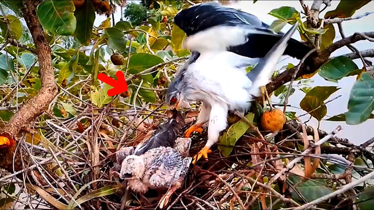 Black winged kite birds try very hard to bite mice to feed their young ...