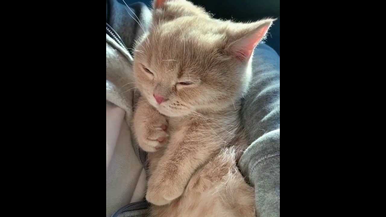 Funny Cats and Dogs Compilation 7 - YouTube