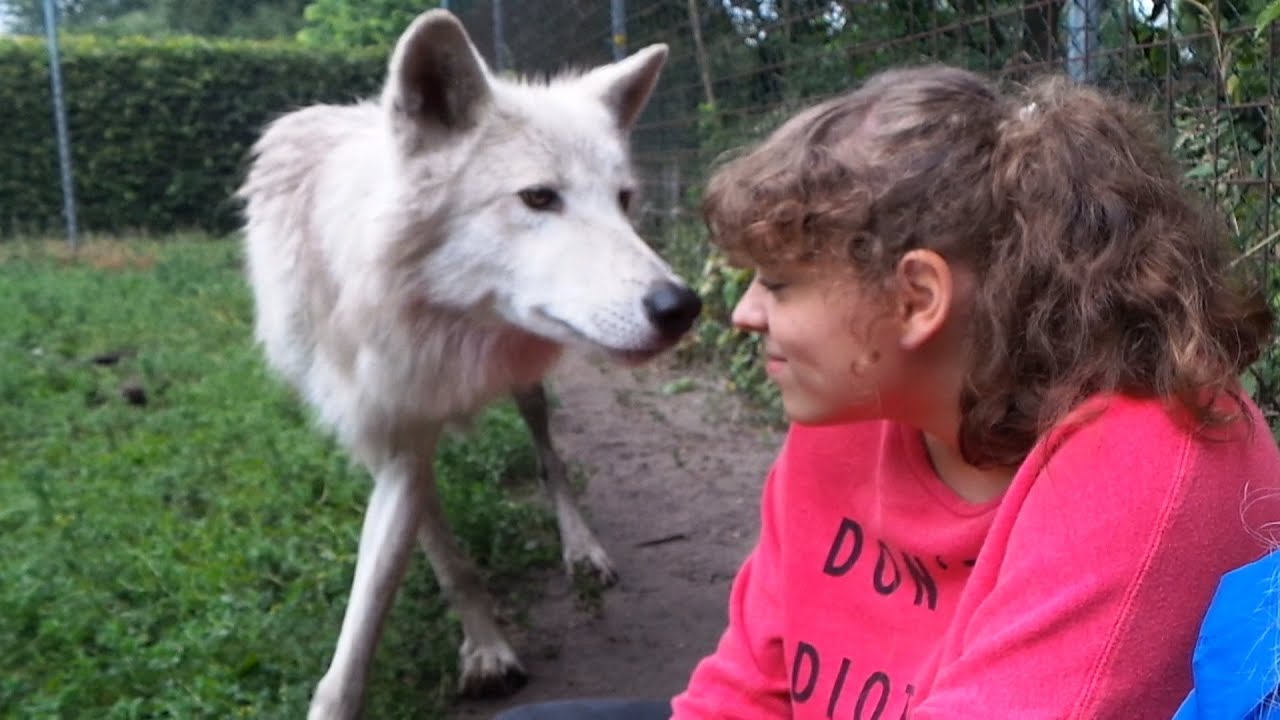 Close Meeting with Wild Polar Wolves in the Netherlands - Park Oikos ...