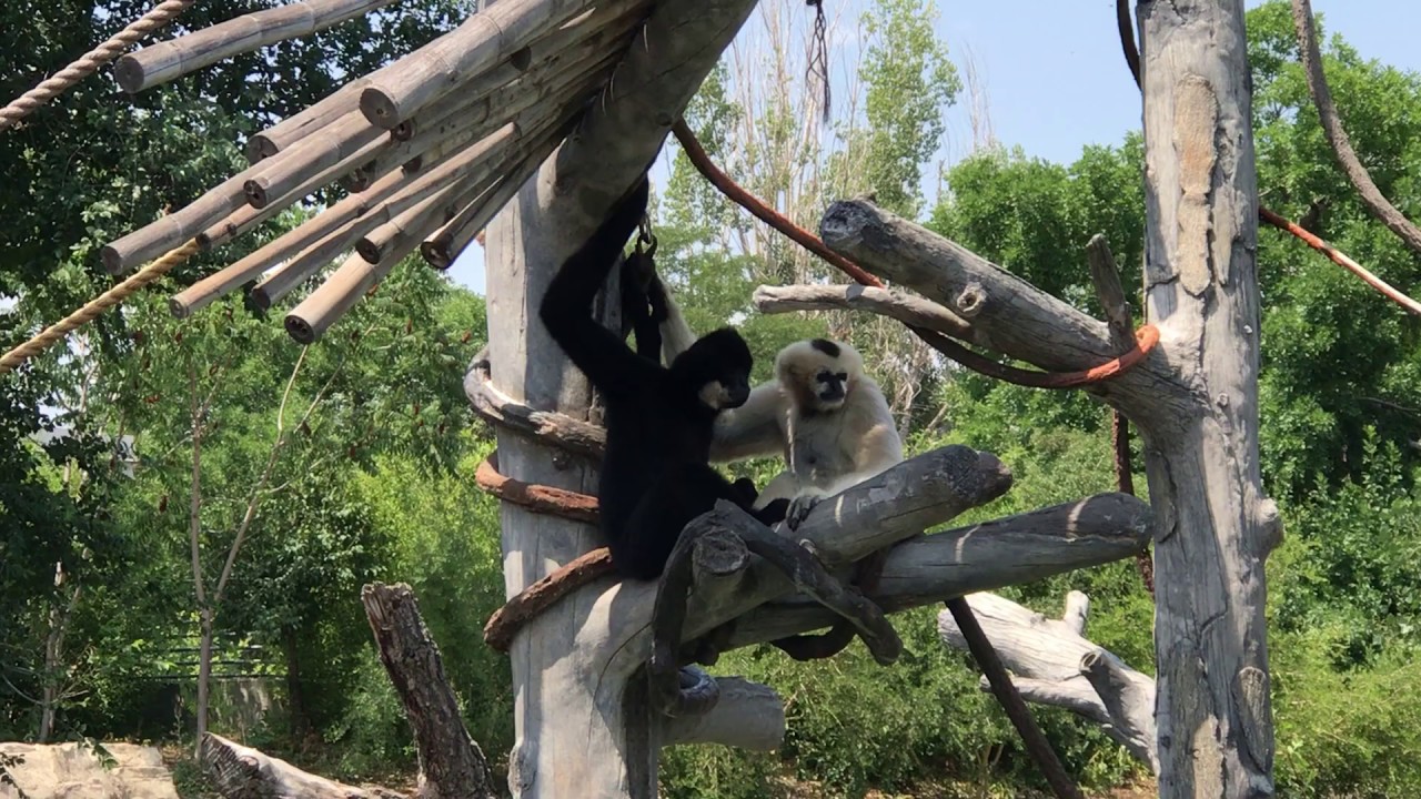 Denver Zoo Monkeys - YouTube