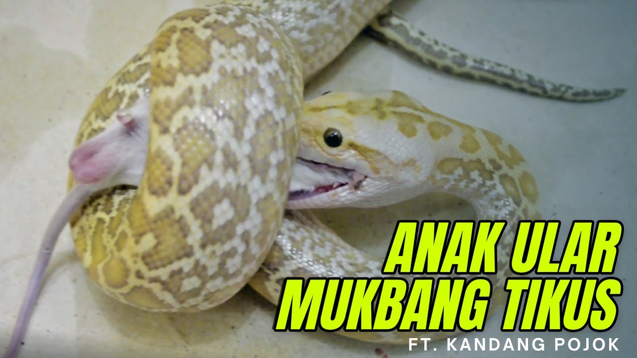 CARA MEMBERI MAKAN ULAR PITON ANAKAN DENGAN AMAN DAN SEHAT - YouTube