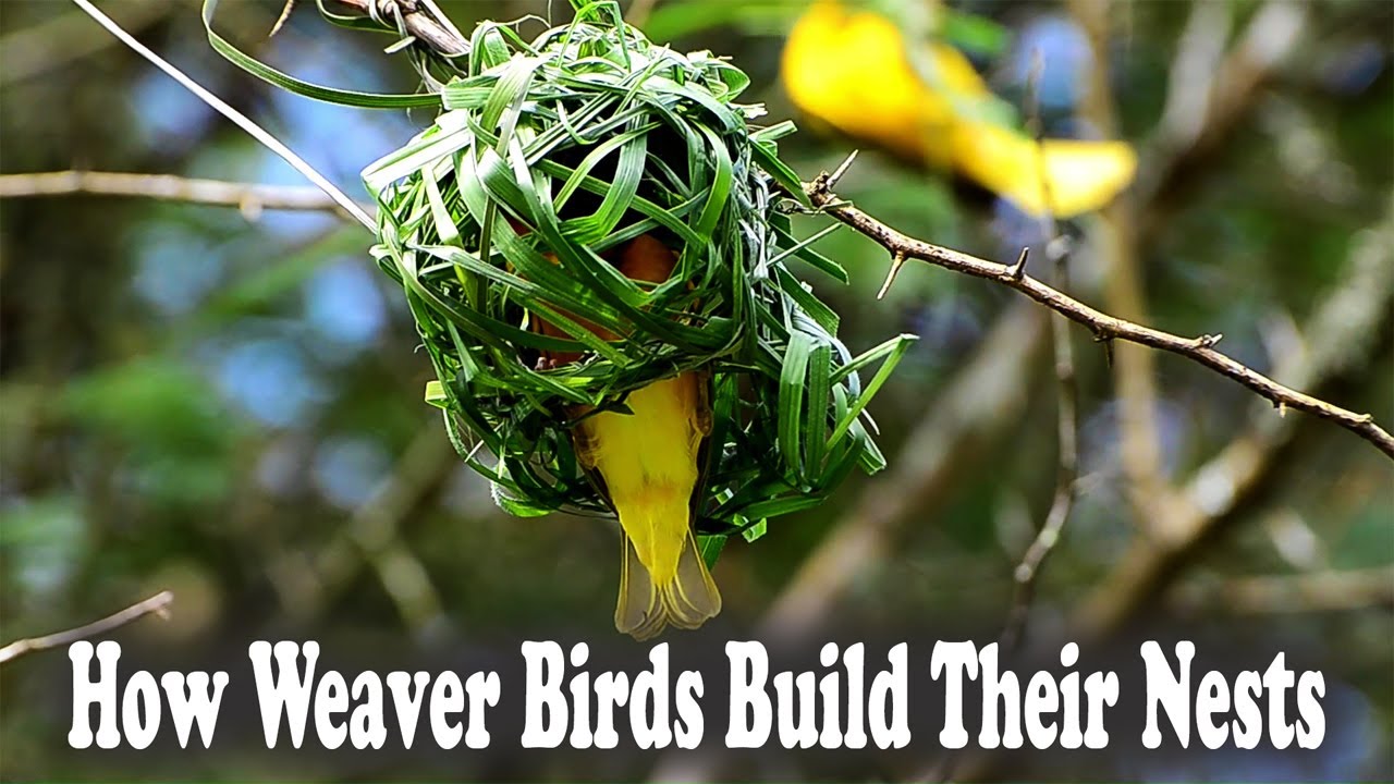 How Weaver Birds Build Their Nests - YouTube