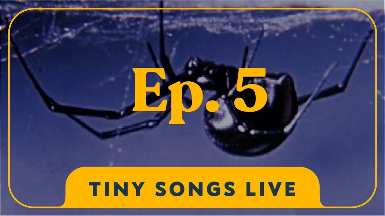 THE SPIDER (ft. Ian Trusheim): Tiny Songs LIVE, Ep. 5 - YouTube