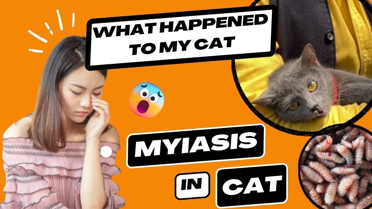 Myasis (Maggot Infestation) in Cats | Stray Cat with Red Maggot ...