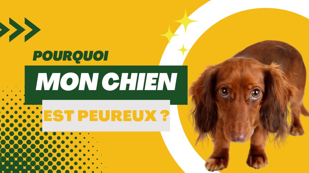 Comment gérer un chien peureux : différentes méthodes et astuces 🐶😨💭 ...